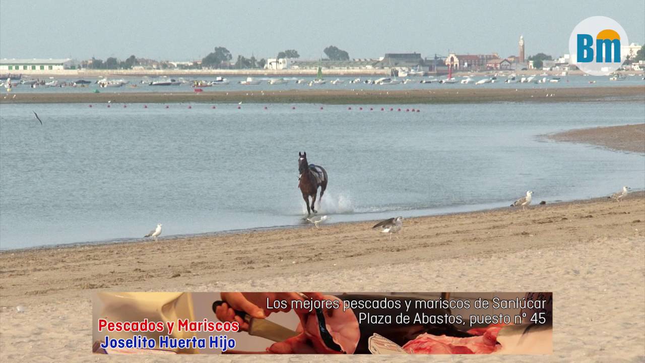 Caballo desbocado | Carreras de Caballos 2016 - YouTube
