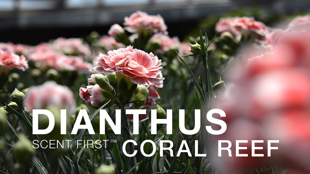 The Fragrant Dianthus Coral Reef at WaysideGardens.com - YouTube