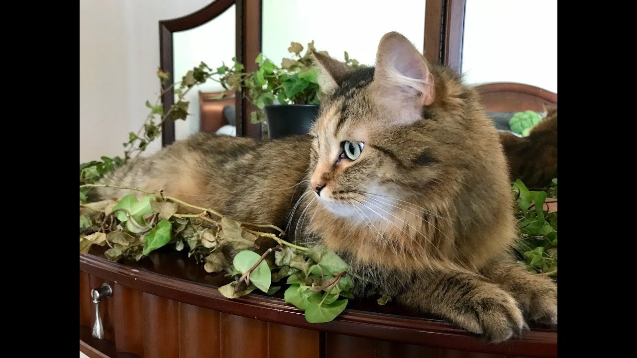 HOW TO TEACH YOUR CAT TO HOP! - YouTube