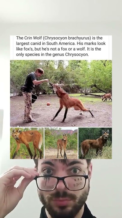 The Crin Wolf (Chrysocyon brachyurus) is the largest canid in South America. - YouTube