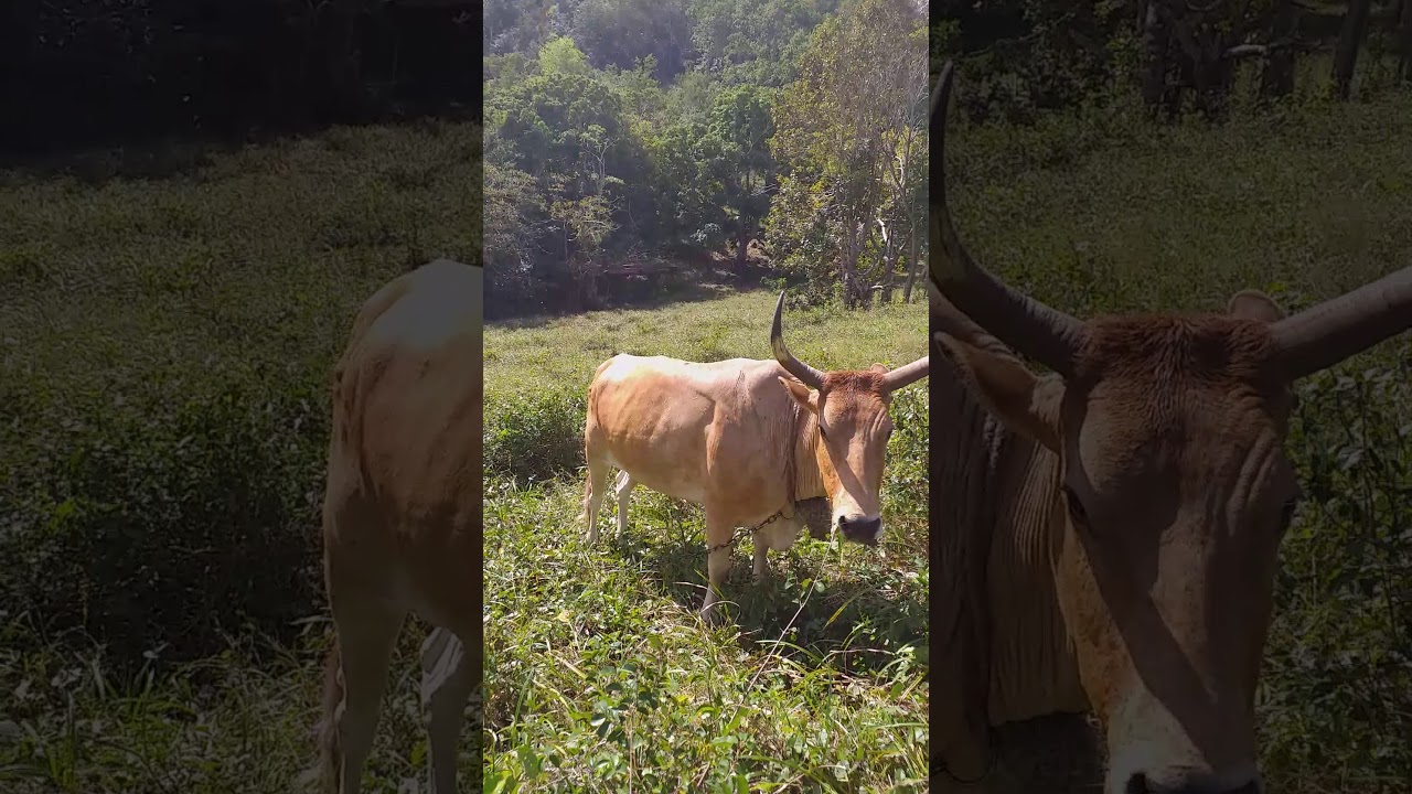 Vache créole Guadeloupe BMP - YouTube