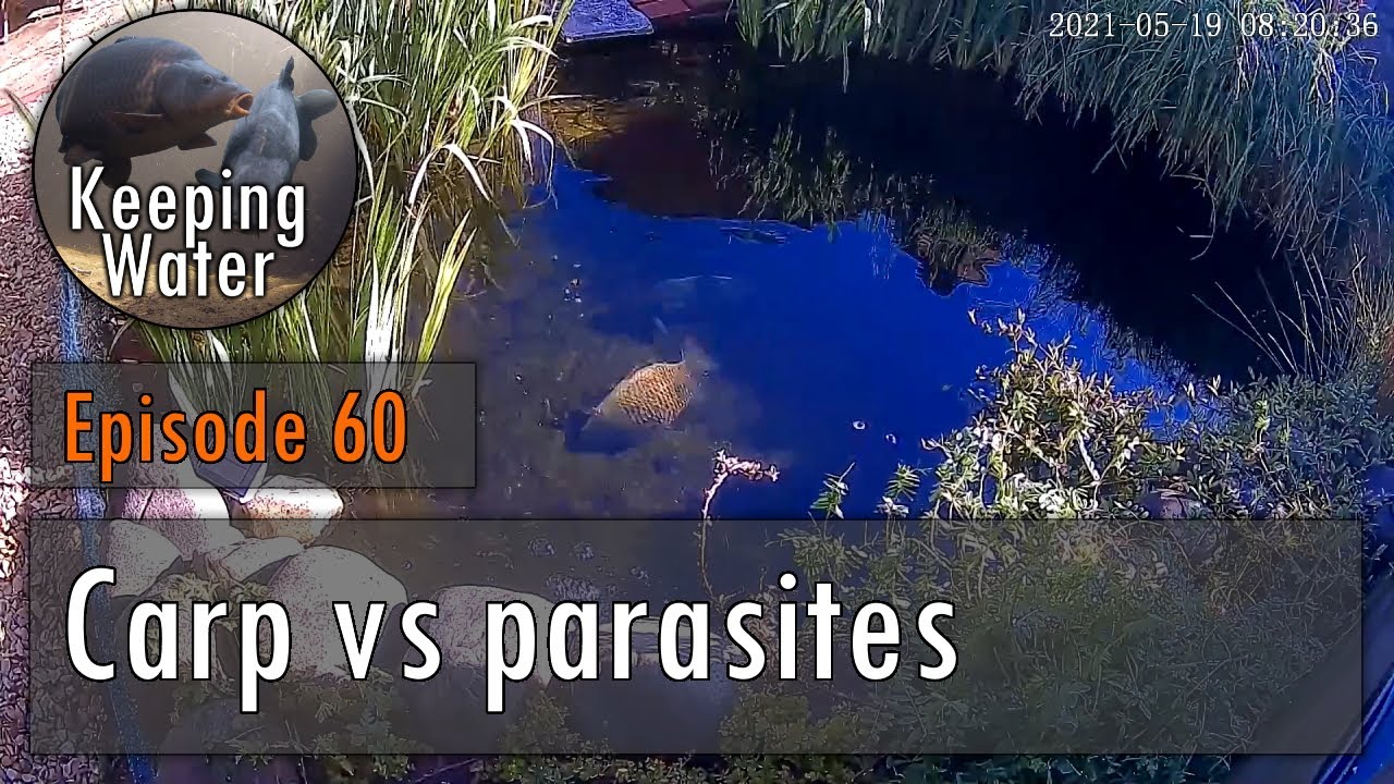 Episode 60: Carp vs parasites - YouTube
