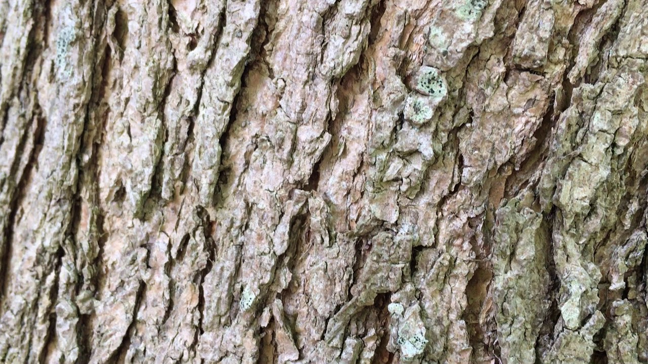 Indian bean tree (Catalpa bignonioides) - bark close up - June 2018 ...
