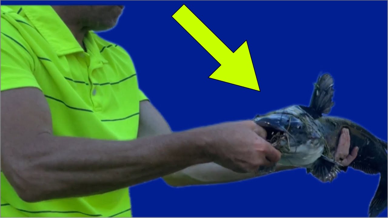 REELING in HUGE Fish from our Backyard Pond! 🤯🐠 - YouTube