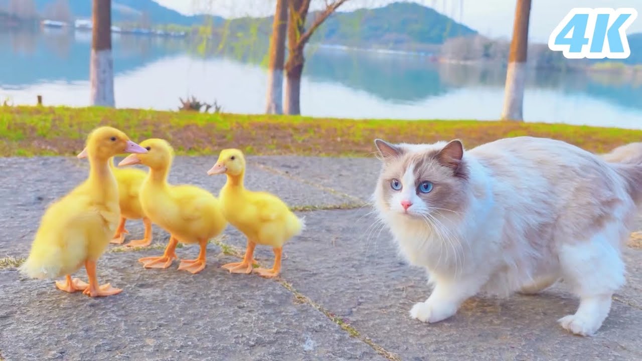 Amazing! How can the ducklings run so fast, they chase me like crazy ...