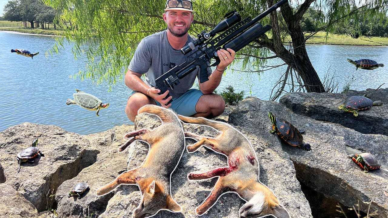 AIRGUN Turtle Hunt Turns Into Fox Hunt | Mullet Man - YouTube