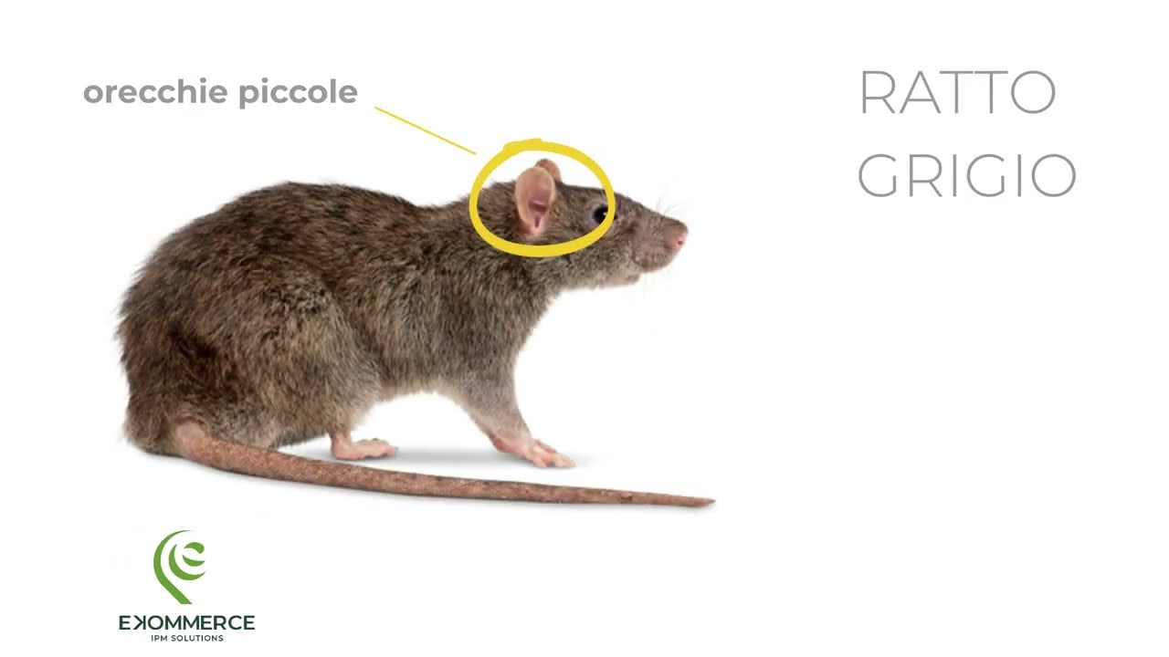 LE DIVERSE SPECIE DI RODITORI INFESTANTI - YouTube