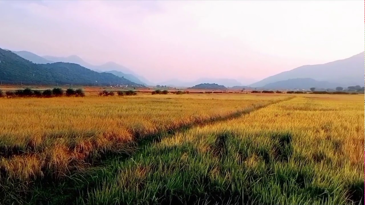Nature Beauty of my village (palasa) - YouTube