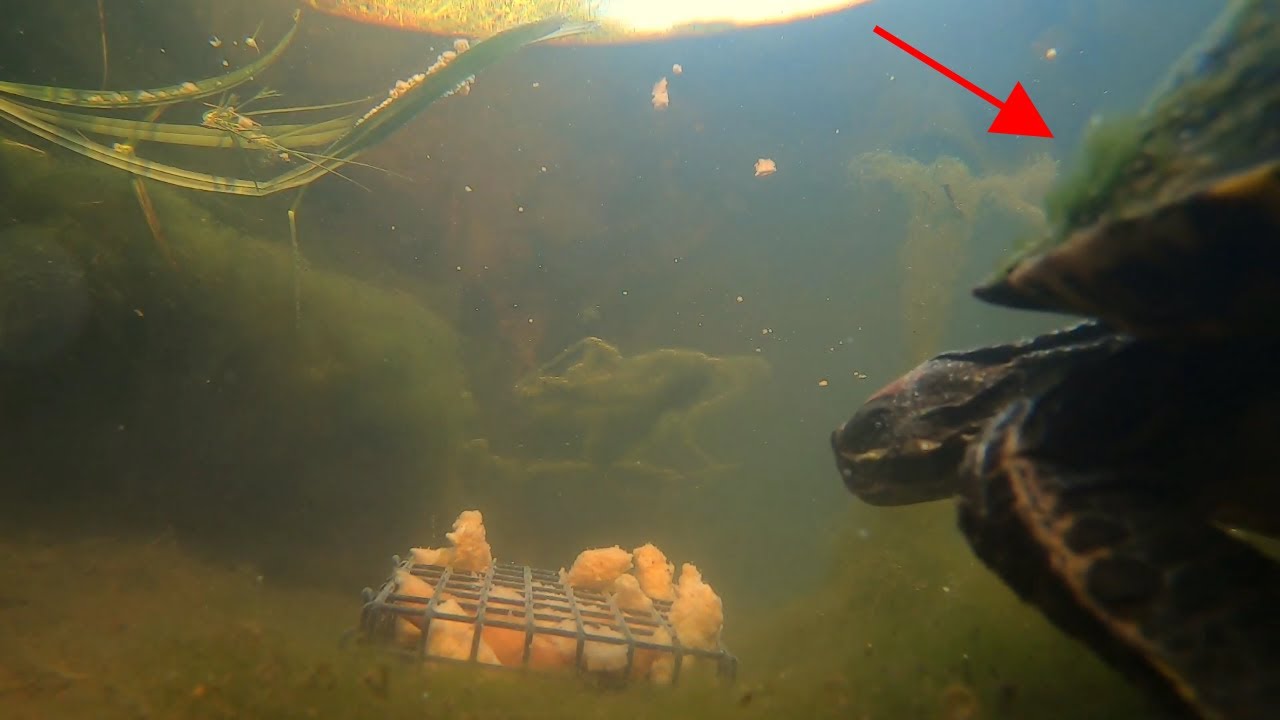 This Big Swamp Turtle Godzilla Stomped My Fish Cam! - YouTube