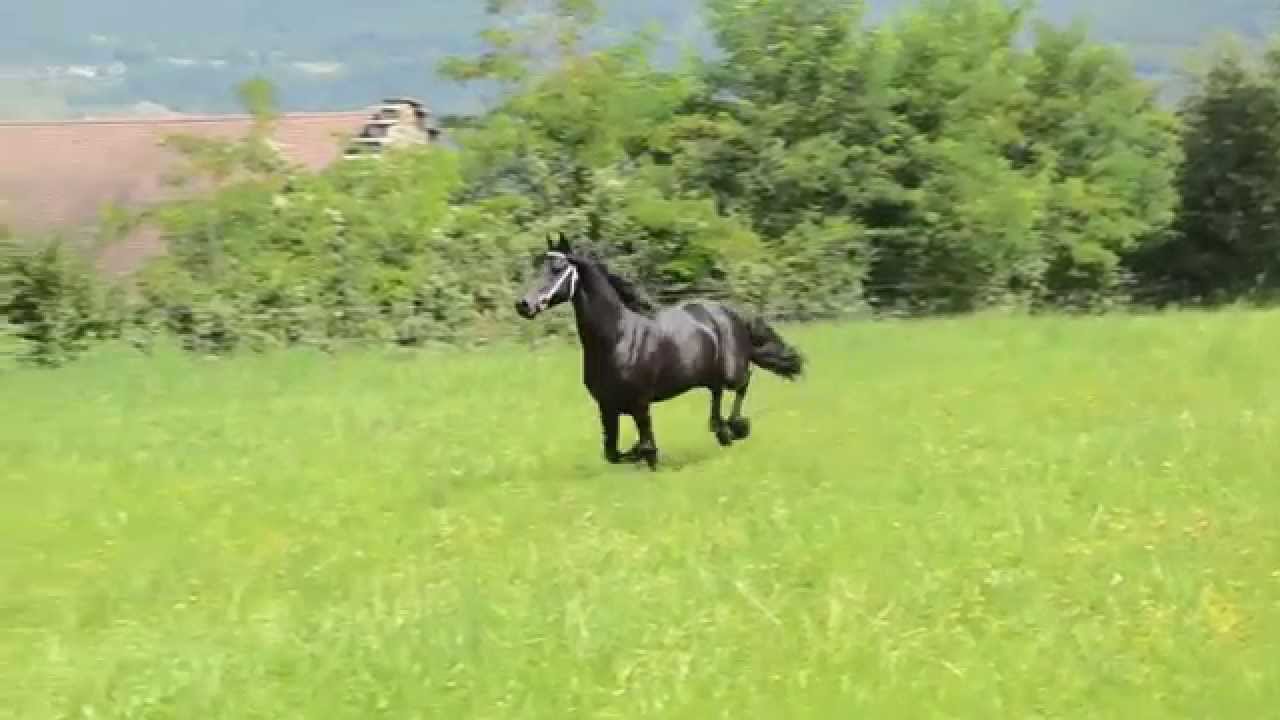 Vulcan de la Pataz- Arabo-Frison - YouTube