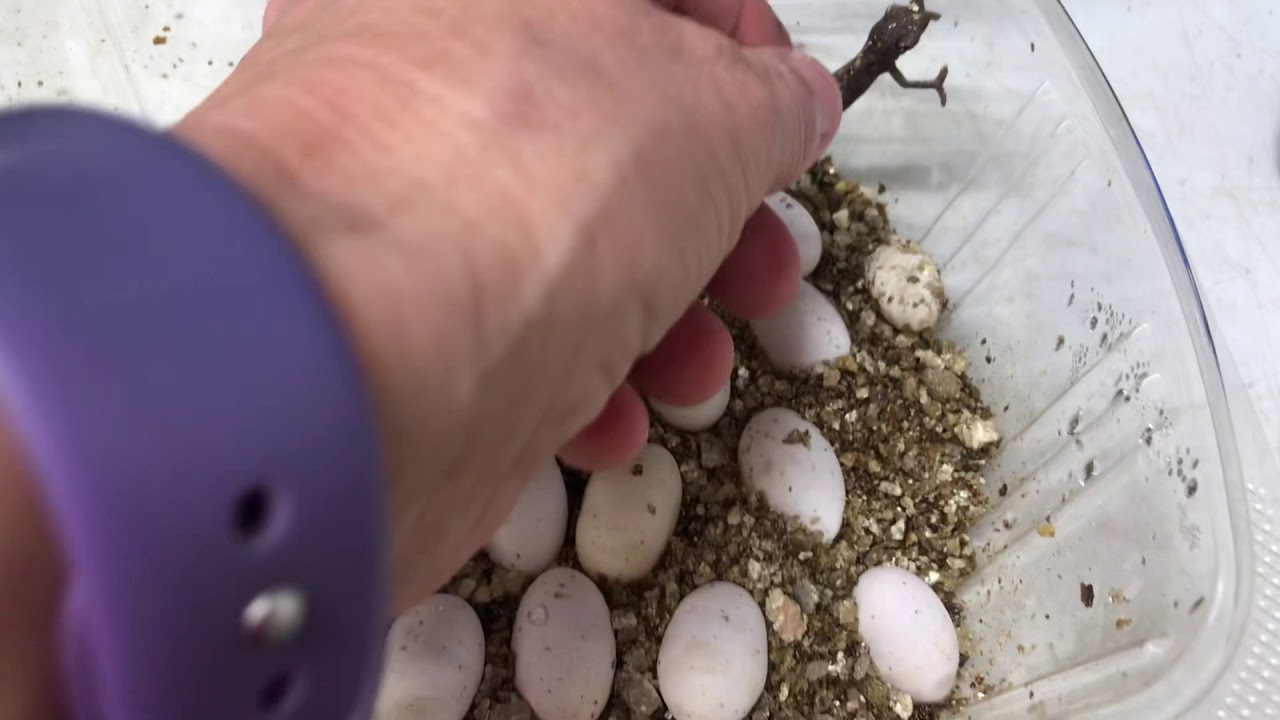 Baby Oustalet’s Chameleons hatching. - YouTube
