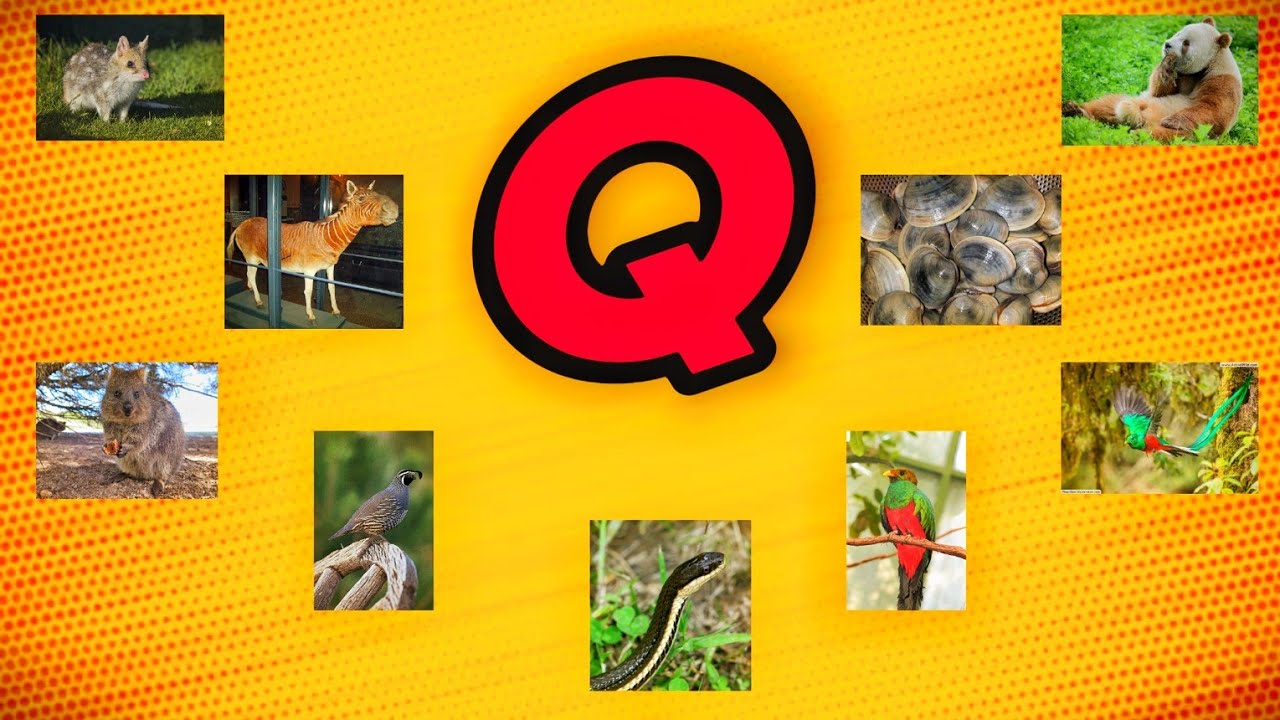 09 Animals names start with q with pictures or spellings - YouTube