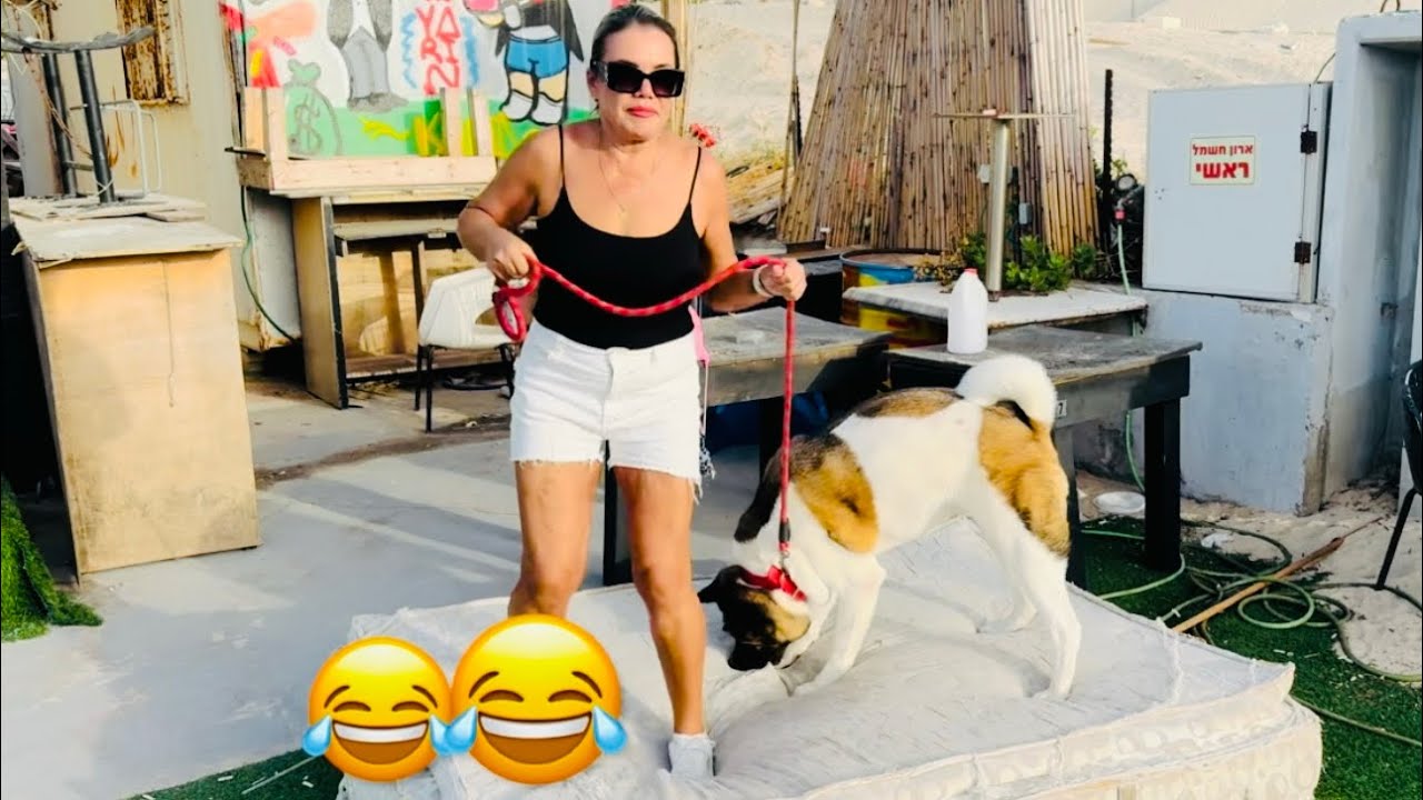 Unforgettable Comedy with a Lovely Akita - Dog funny play - YouTube