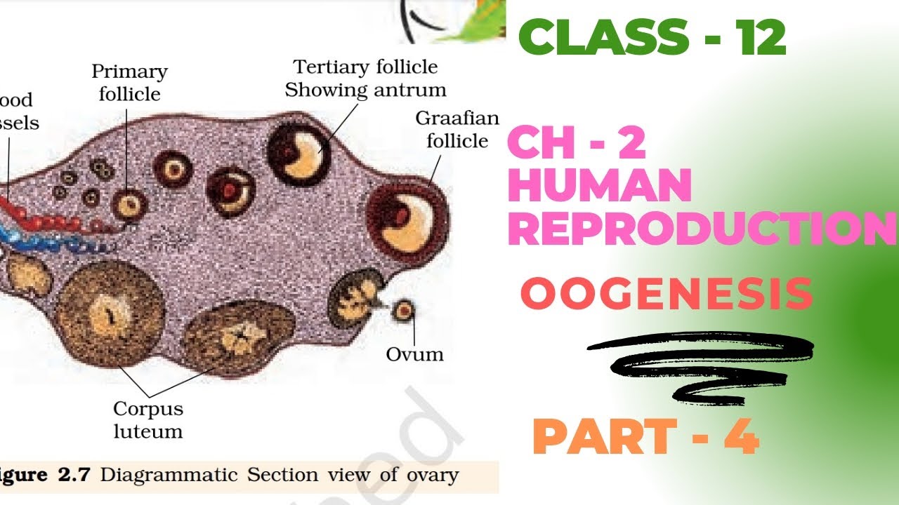 Ncert Biology / Class - 12 / Ch - 2 ( Human Reproduction ) / Part - 4 ...