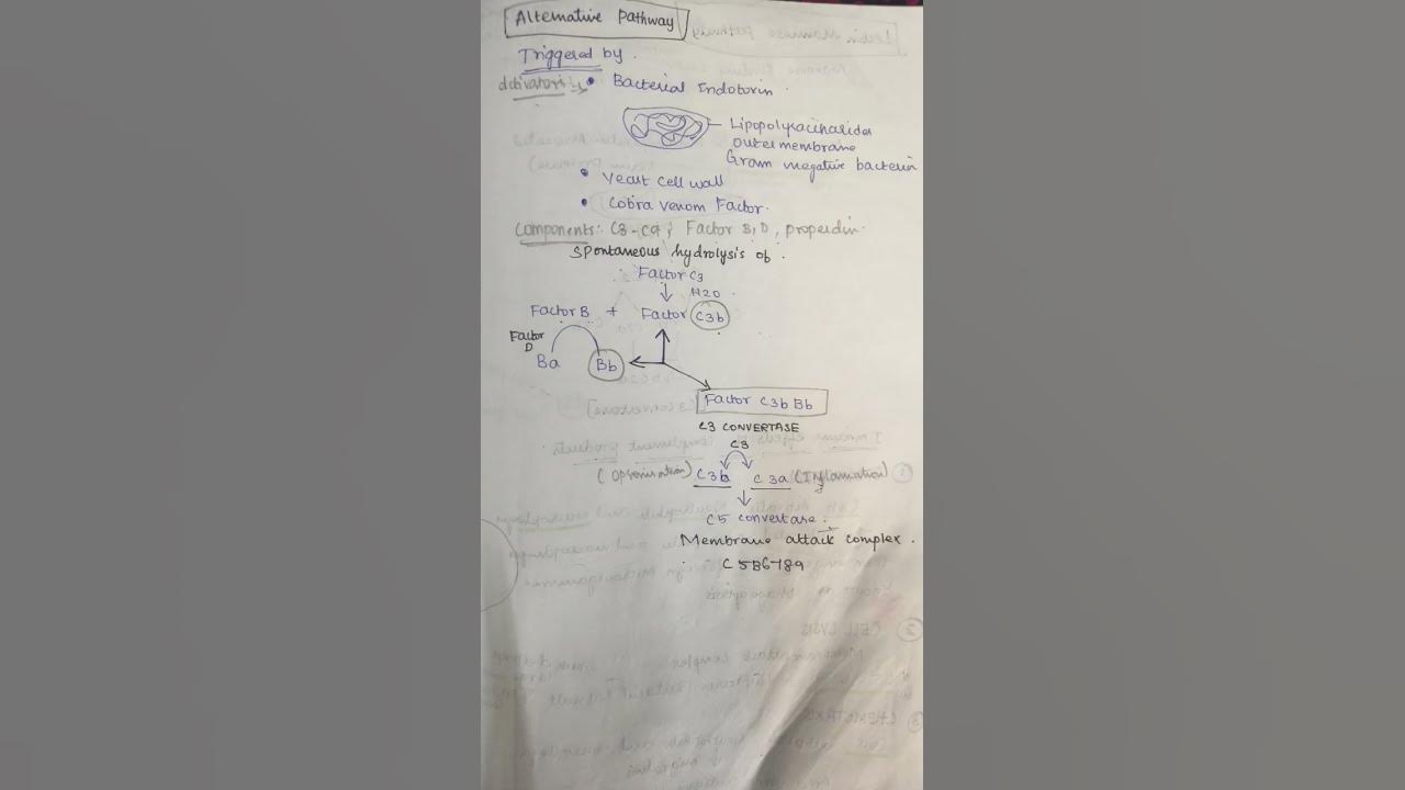 The complement system made easy📚.. biology of immune system.. different ...