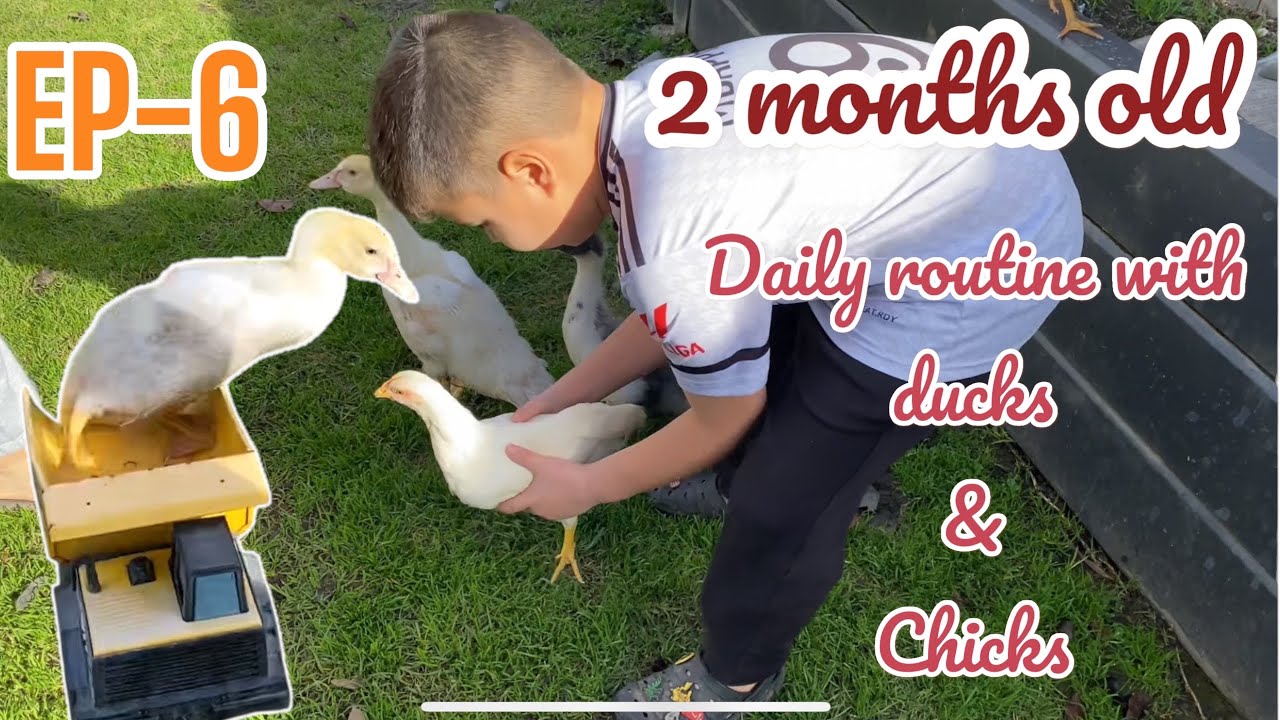 2 months old || Daily routine with Ducks & Chickens - YouTube