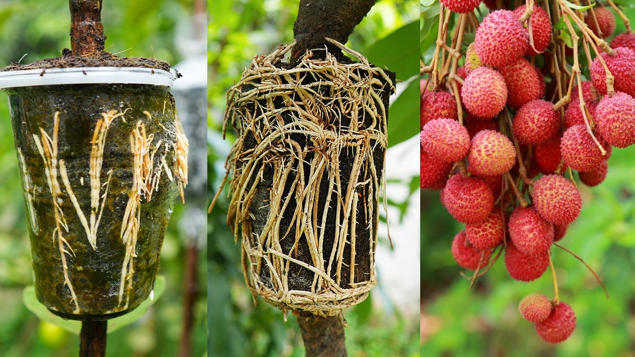 🌿New Compilation: Best method of propagate litchi, guava, and lemon ...