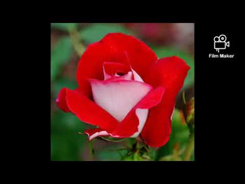 beautiful rose gözel gül