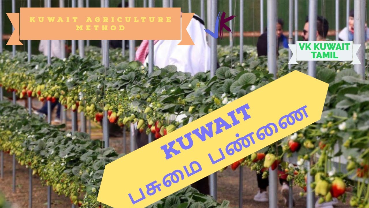 Kuwait Wafra Farm visit in Tamil - YouTube