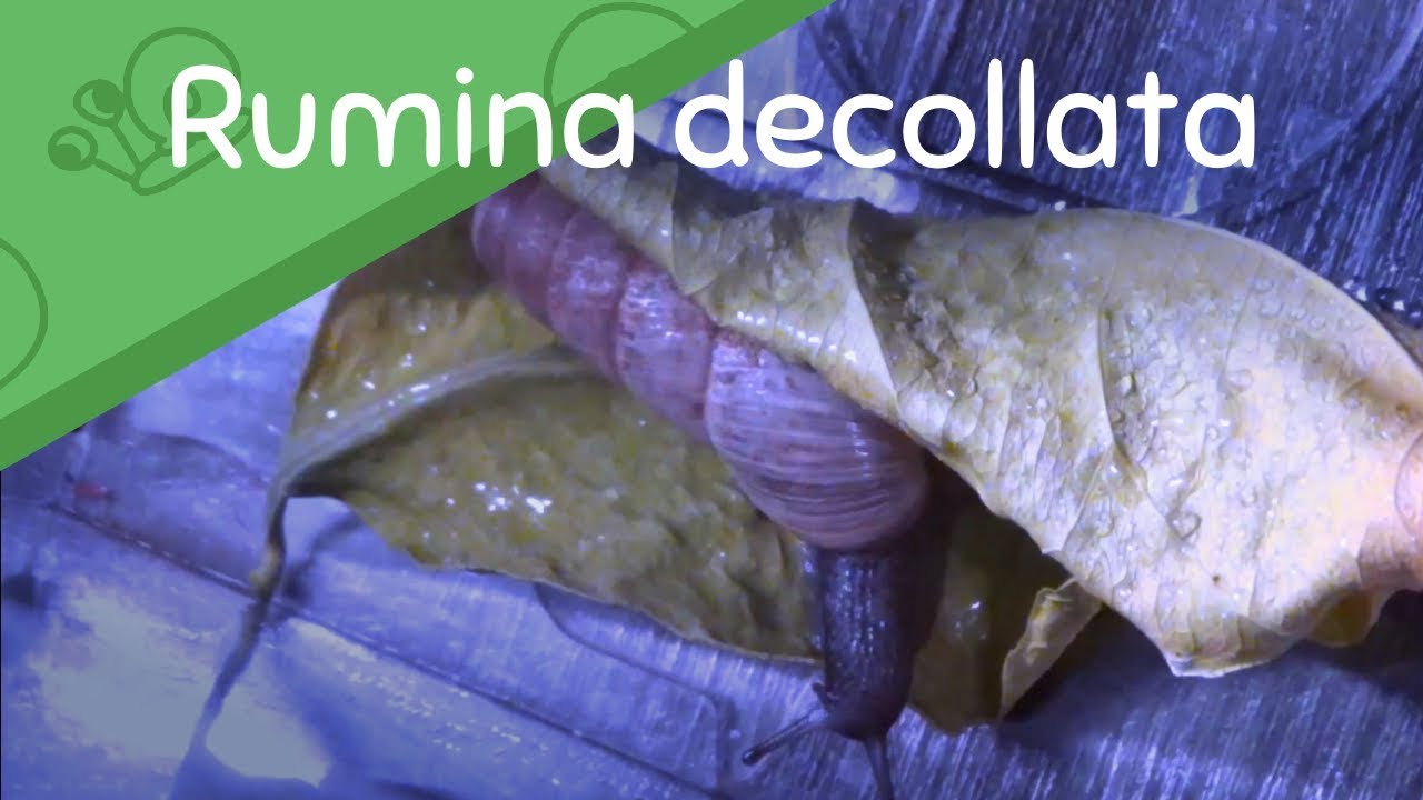 Decollate Snail (Rumina decollata) #2 - YouTube