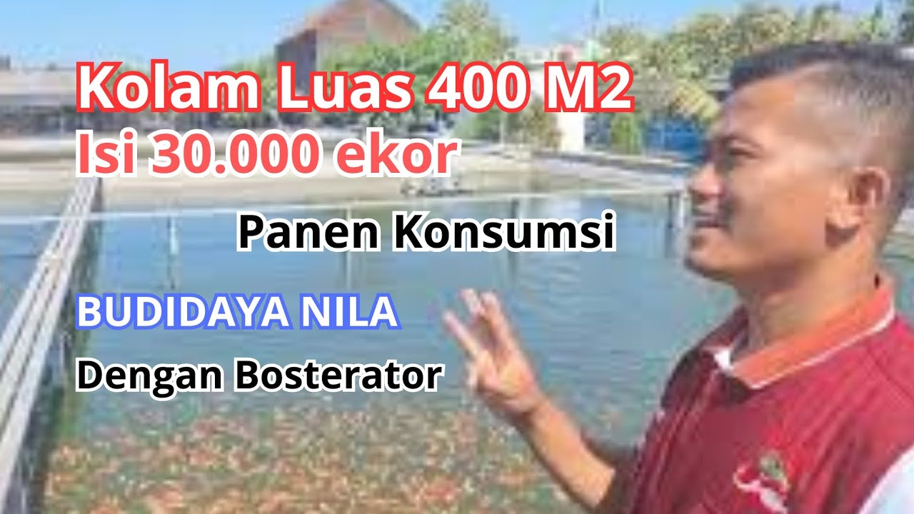 Budidaya ikan nila di bak beton menggunakan bosterator. Luas 400 M2 ...