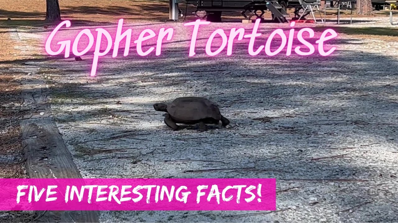 Gopher Tortoise / 5 Interesting Facts - YouTube