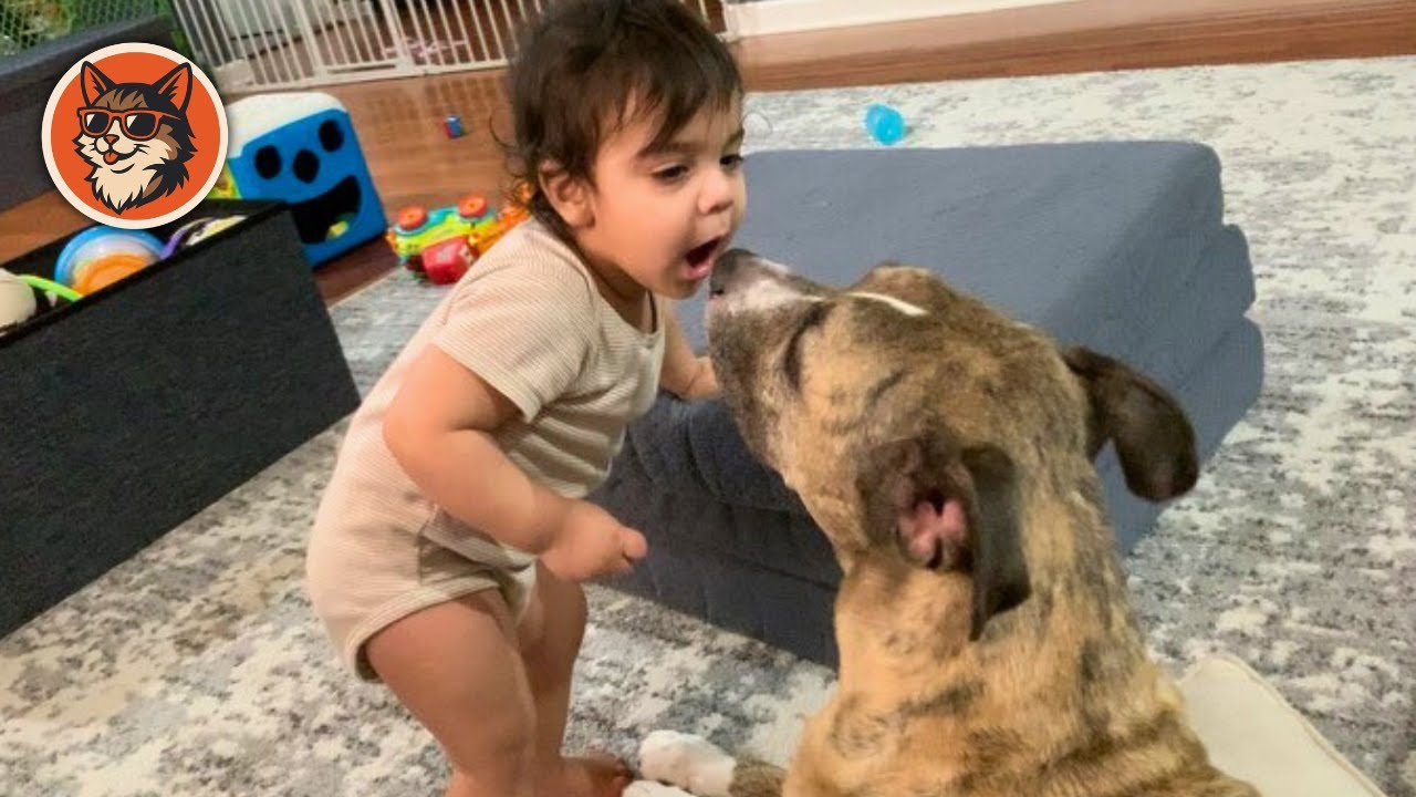 Loving Pit Bull Became His Baby Sister's Guardian From The Very First ...