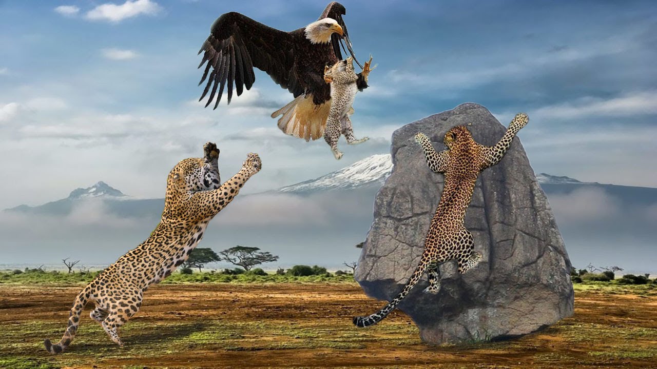 Scary Revenge! Angry Mother Leopard Climbs To The Nest Defeat Giant ...