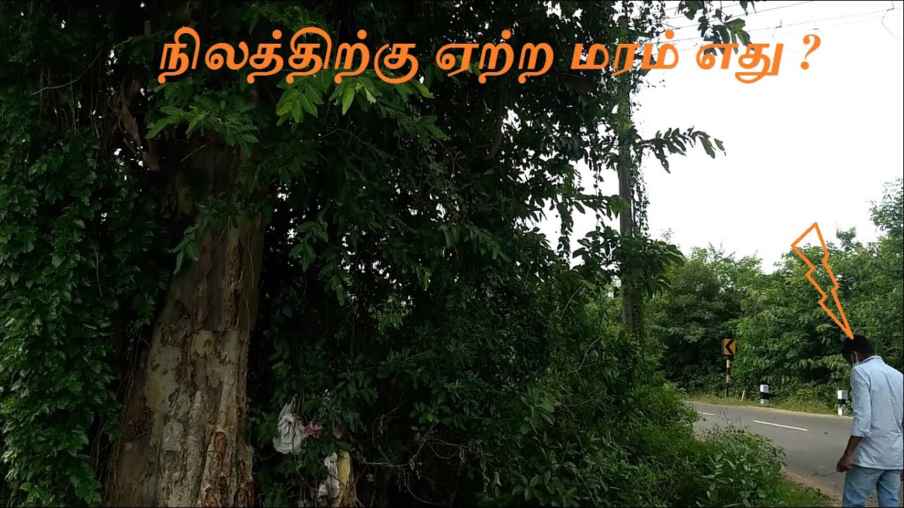 மருதமரம் உணர்த்திய புரிதல்கள் | நிலத்திற்கு ஏற்ற மரம் | Maruthamaram ...