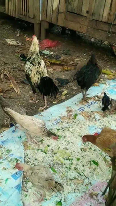 Kasih pakan ternak ayam kampung - YouTube