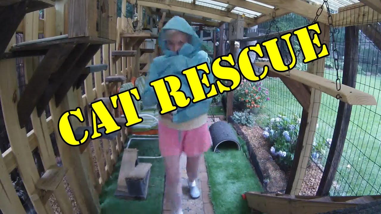 Braving the Storm: Heroic Tale of Cat Rescue During Tornado Warnings ...