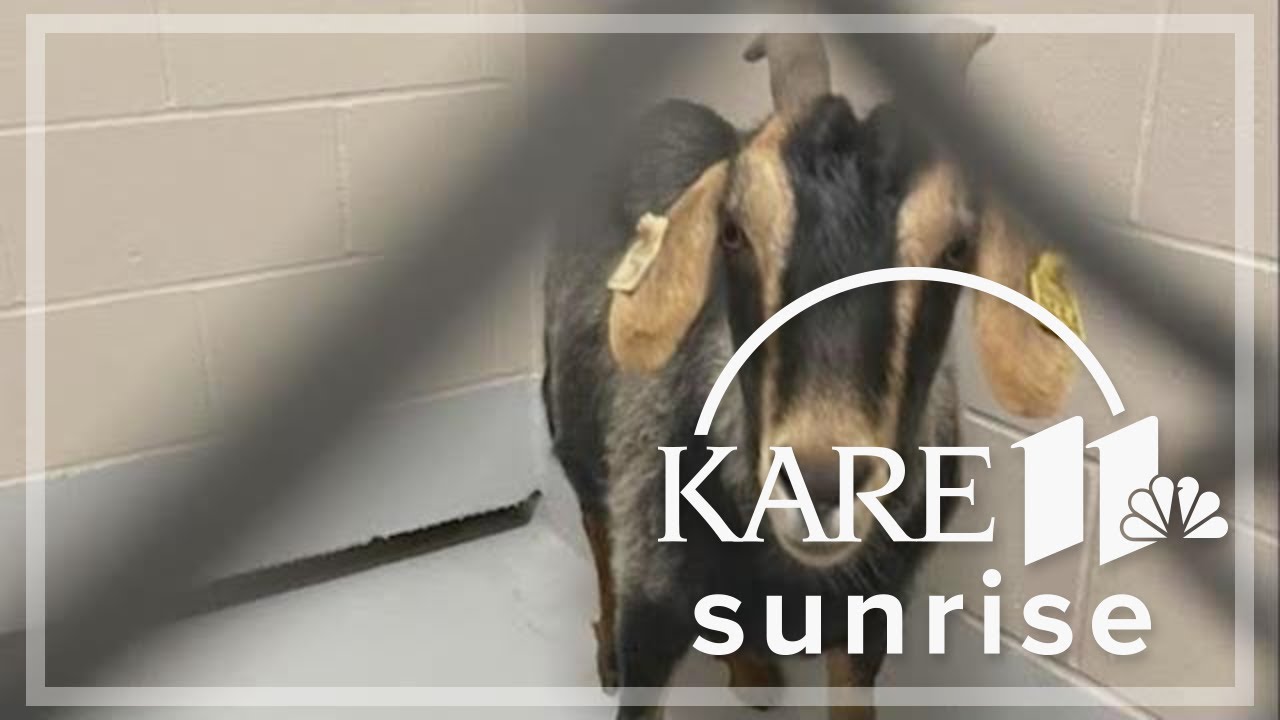 Deputy channels inner cowboy to corral fugitive goat - YouTube