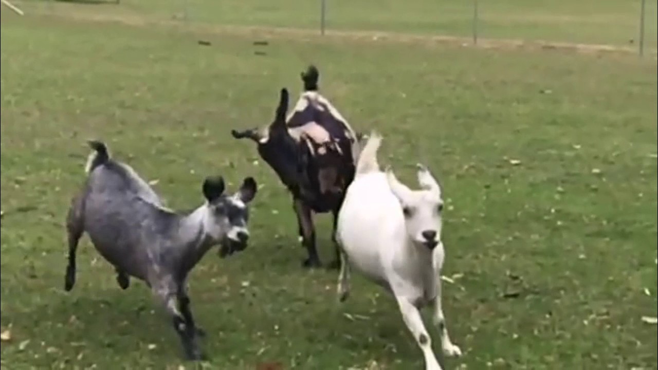 Funny Goats Loving Life - YouTube