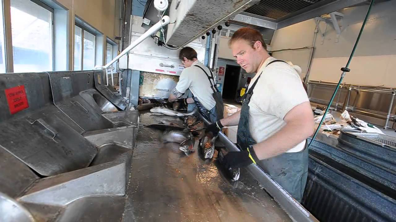 Cole Rivers Hatchery Trout Stocking Underway This Week In Lost Creek