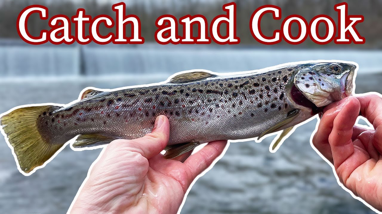 This SIMPLE Recipe Made Stocked Trout Taste GREAT! | Trout Catch and ...