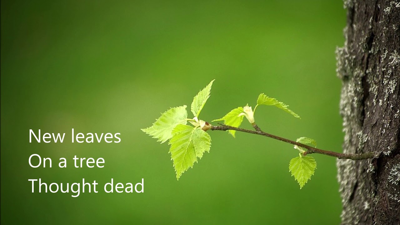 Zen Haiku Poem by Muso - YouTube