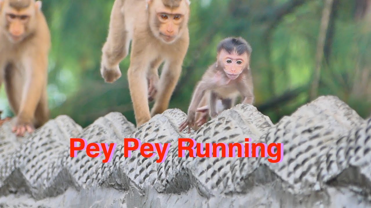 Funny and pity, baby monkey PeyPey run fast to escape from the ...
