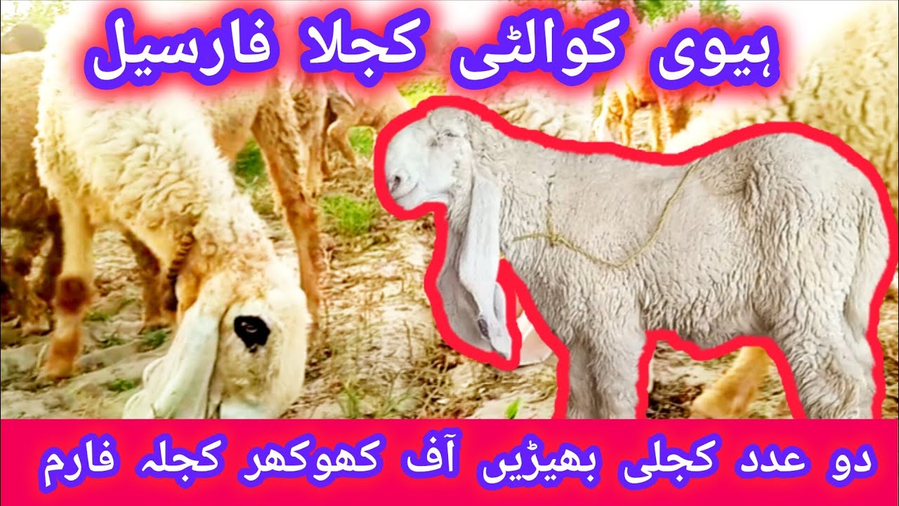 Heavy Quality kajla Chatra sheeps l for sale in Khokhar kajla Form ...