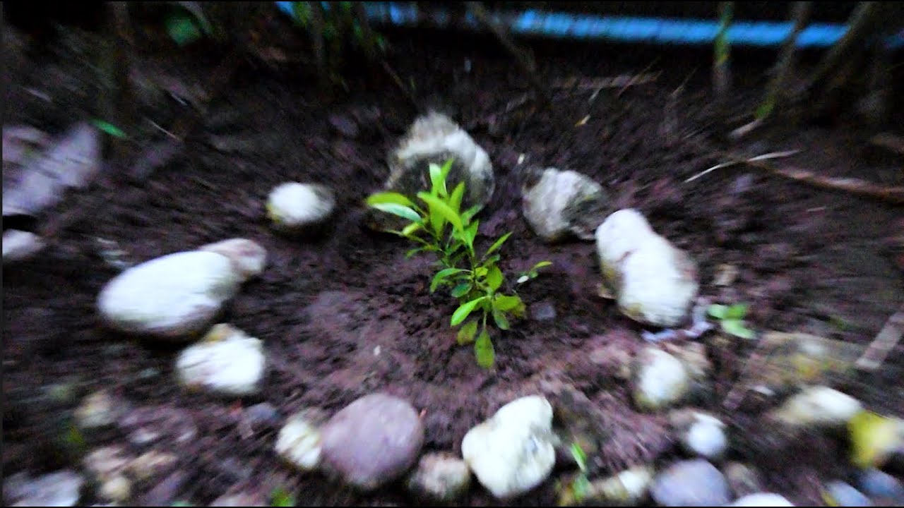 NSTP Tree Planting Activity -- Jiro Manuel B29 CPE - YouTube