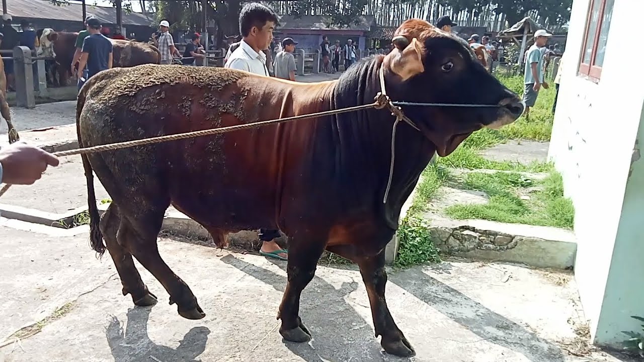 TIGA JAGAL BARU DEAL SAPI PEGON SPRIT 🔥🔥🔥 - YouTube