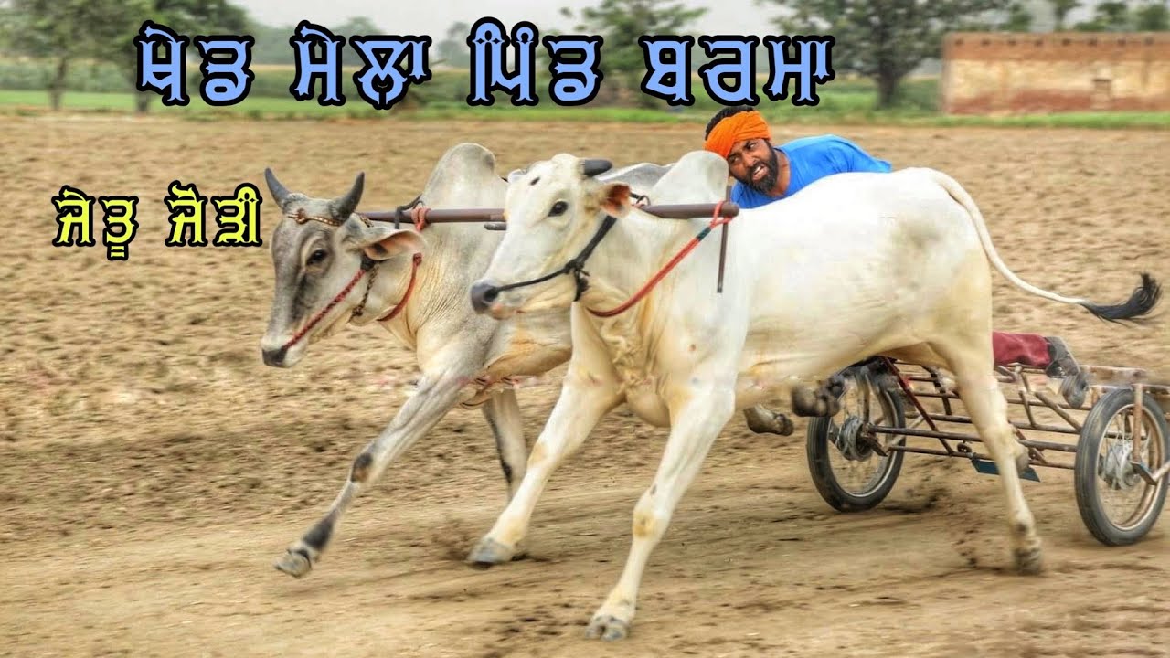 Ox Race Punjab ਖੇਡ ਮੇਲਾ ਪਿੰਡ ਬਰਮਾ - YouTube