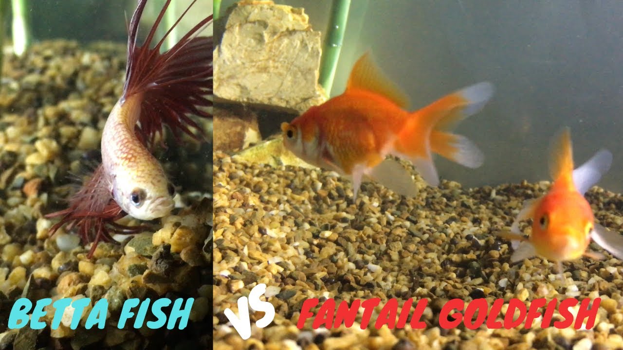 Betta Fish Could Live with Fantail Goldfish! - YouTube