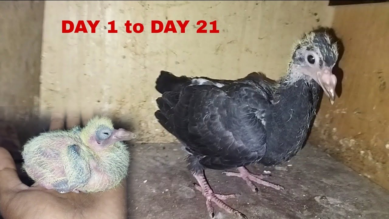 Day to day growth of baby pigeon | Baby Pigeon growth stages (1-21)days ...