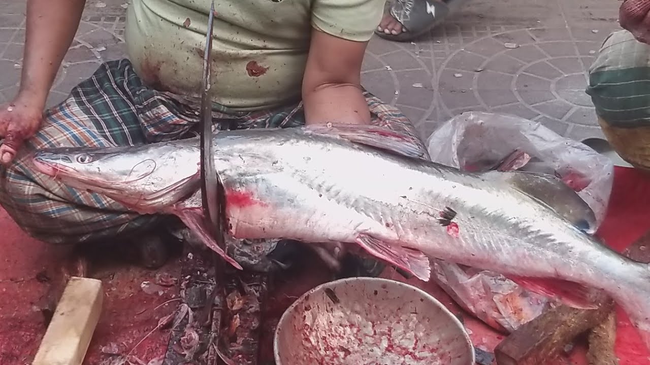 Long Whiskered Catfish Cut Into Pieces ByOld Fishmonger In Amazing Fish ...