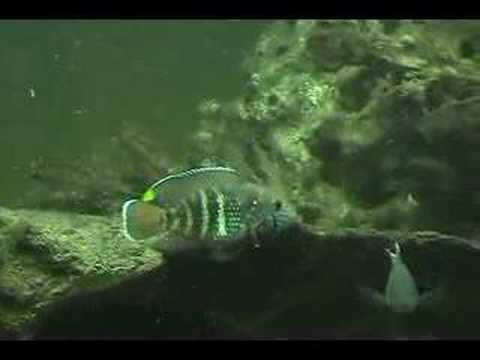 young male TRUE GREEN TERROR - YouTube