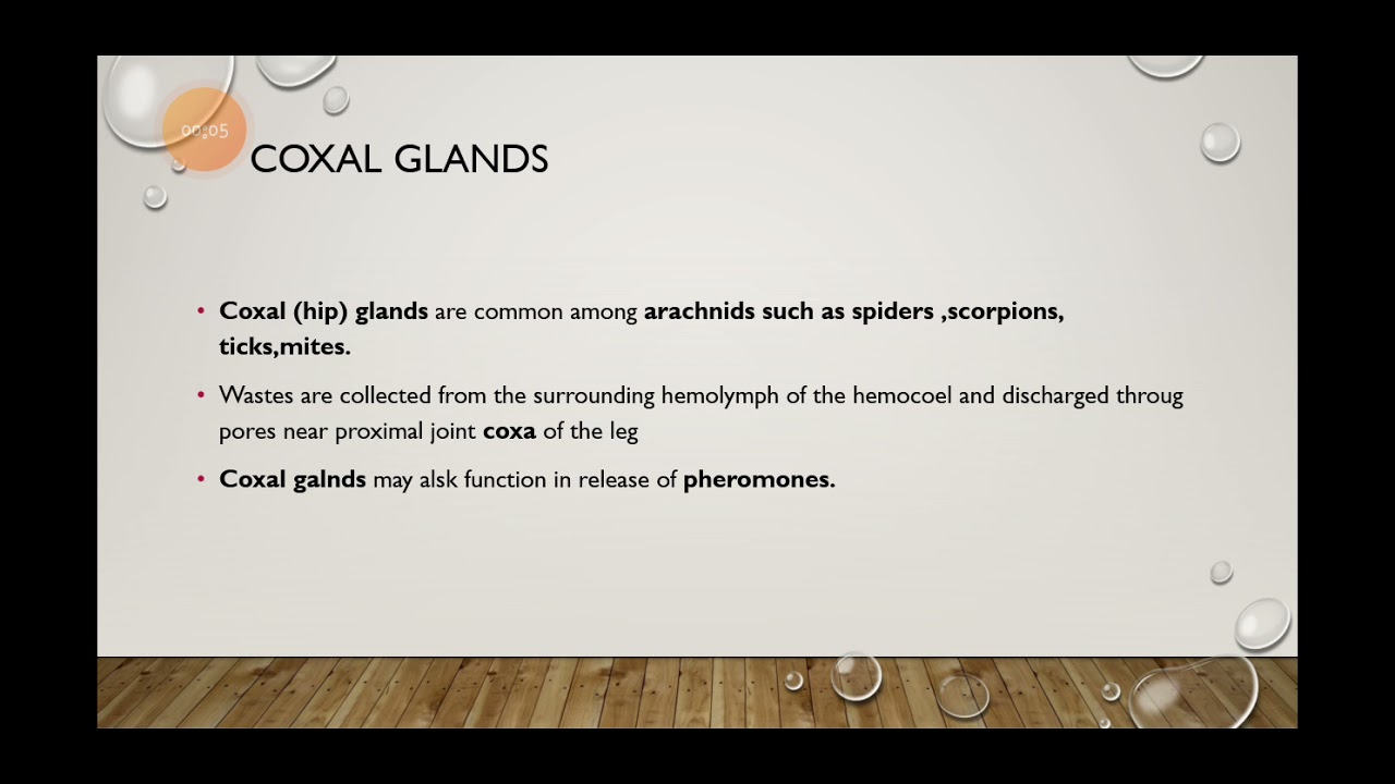 coxal gland for excretion - YouTube