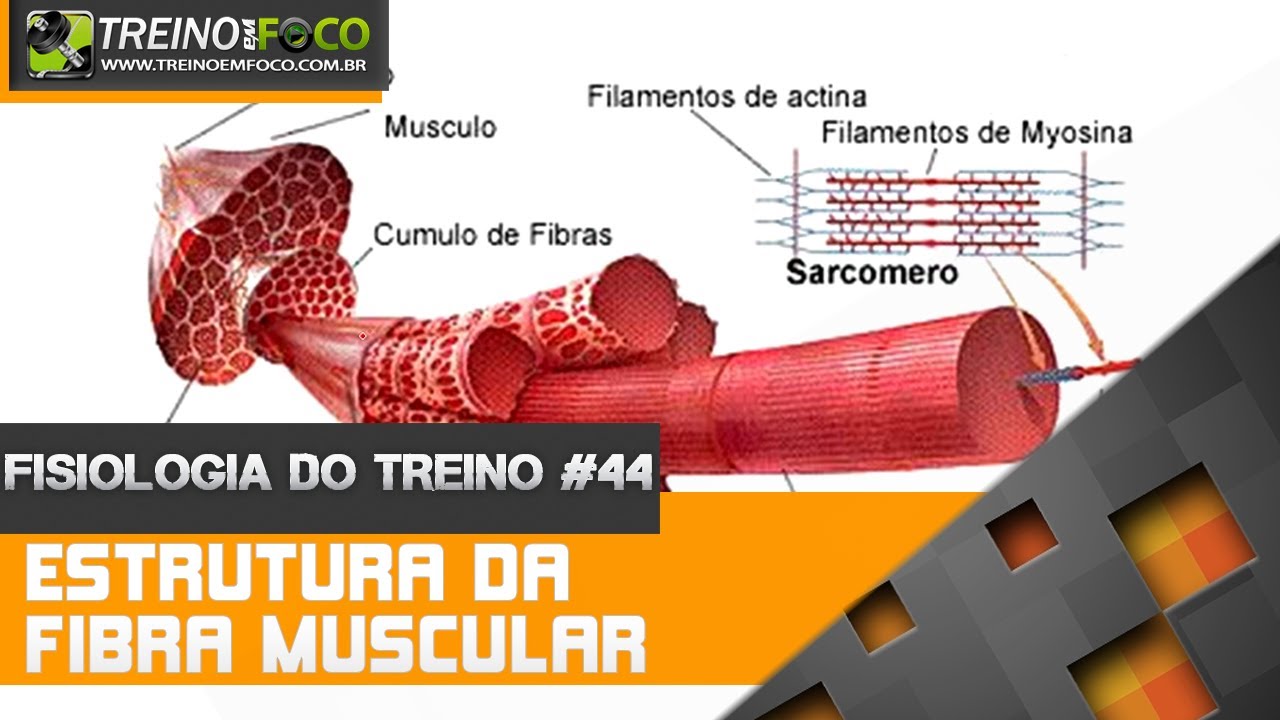 Fisiologia do Treino #40 - Estrutura da Fibra Muscular - YouTube