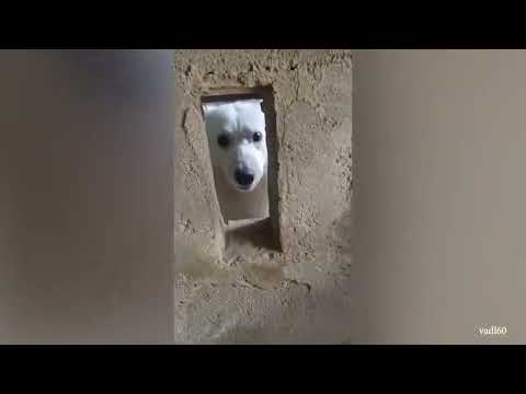 Most hilarious DOGS that will LIFT YOUR MOOD!