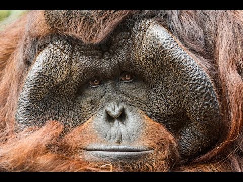 Orangutan Caring Weekend - YouTube