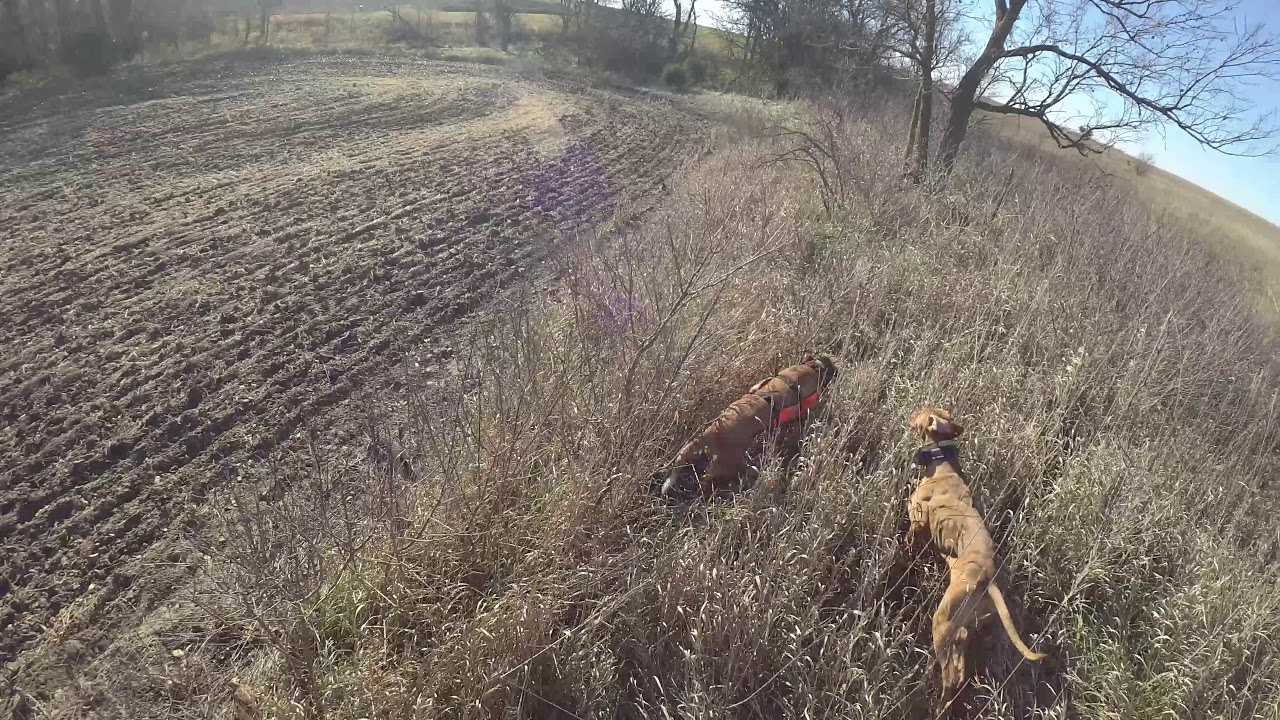 Kansas Opening Day 2019 Quail Hunt - YouTube